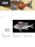 Fish Anatomy and Physiology Notes | PDF