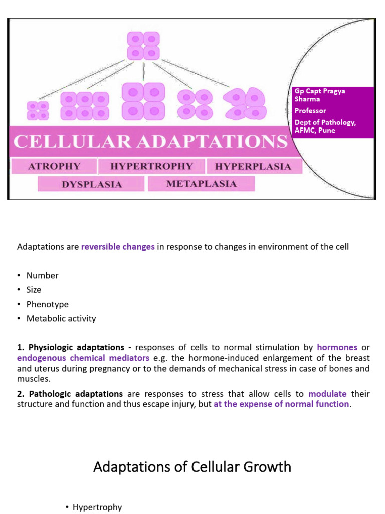 Cellular Adaptations - Compressed | PDF | Epithelium | Anatomy