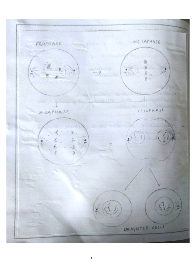 Biology Lab Manual X | PDF