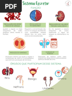 Ficha de Trabalho: Sistema Excretor | PDF