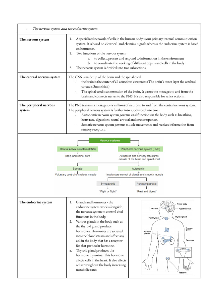 biopsychology | PDF | Nervous System | Neuron