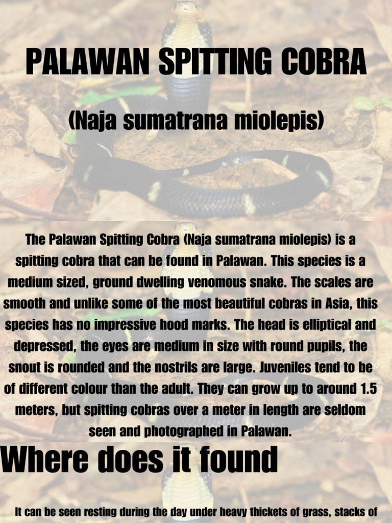Palawan Spitting Cobra - 20241016 - 114630 - 0000 | PDF
