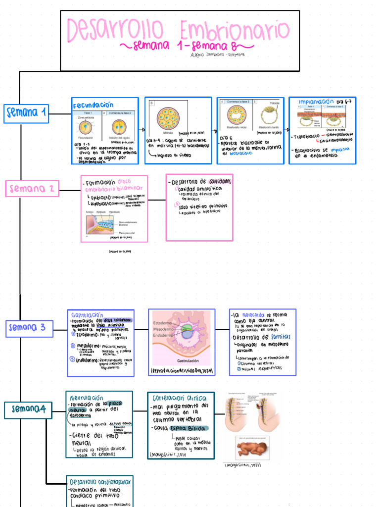 Mapa Conceptual Semana 1-8 Desarrollo Embrionario | PDF