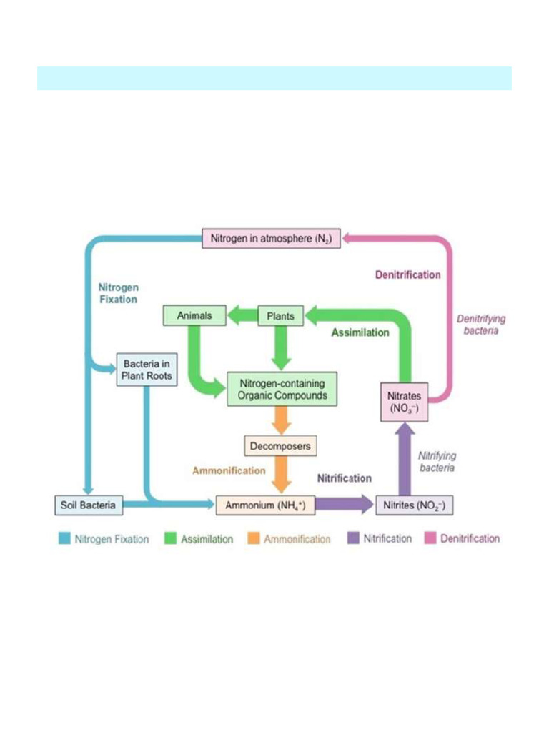Nitrogen Cycle Explained | PDF