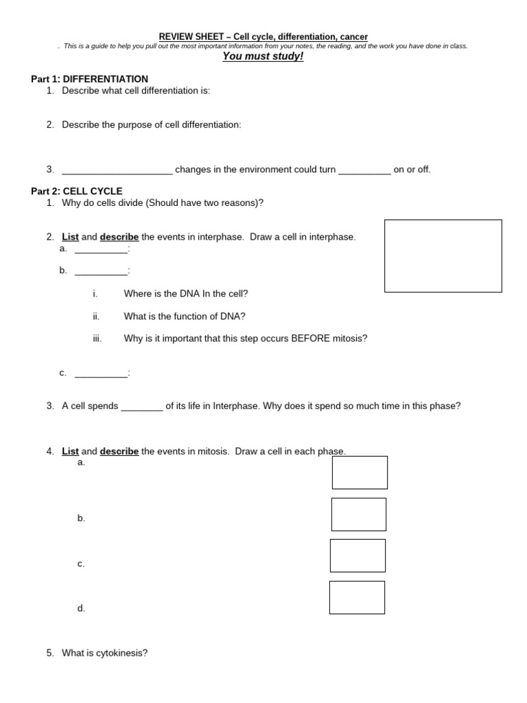 Review WS Cell Cycle, Differentiation, Cancer LHHS 24-25 | PDF ...