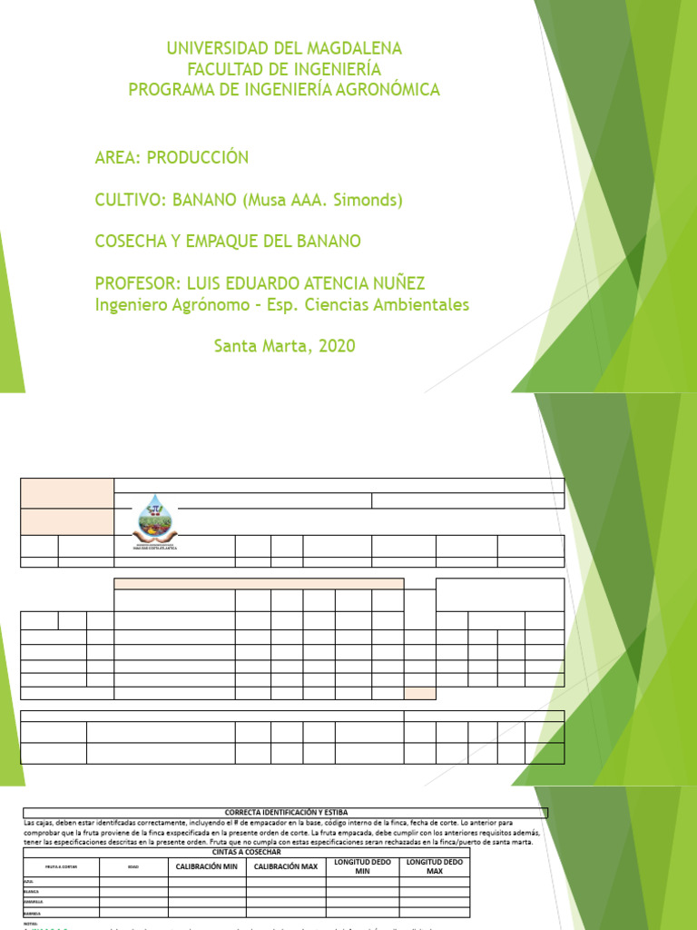 Cosecha y Empaque Del Banano de Exportación 2021-I | PDF | Fruta