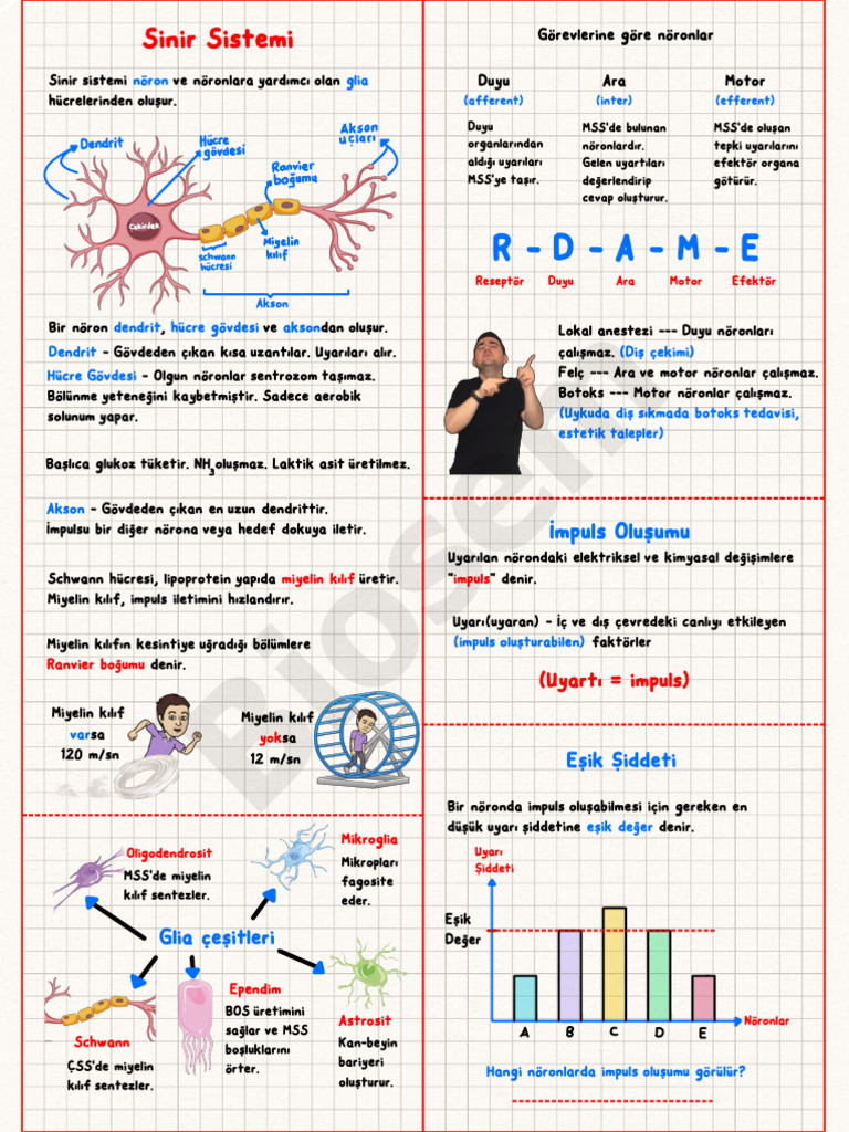 Sinir Sistemi Biosem 1 | PDF