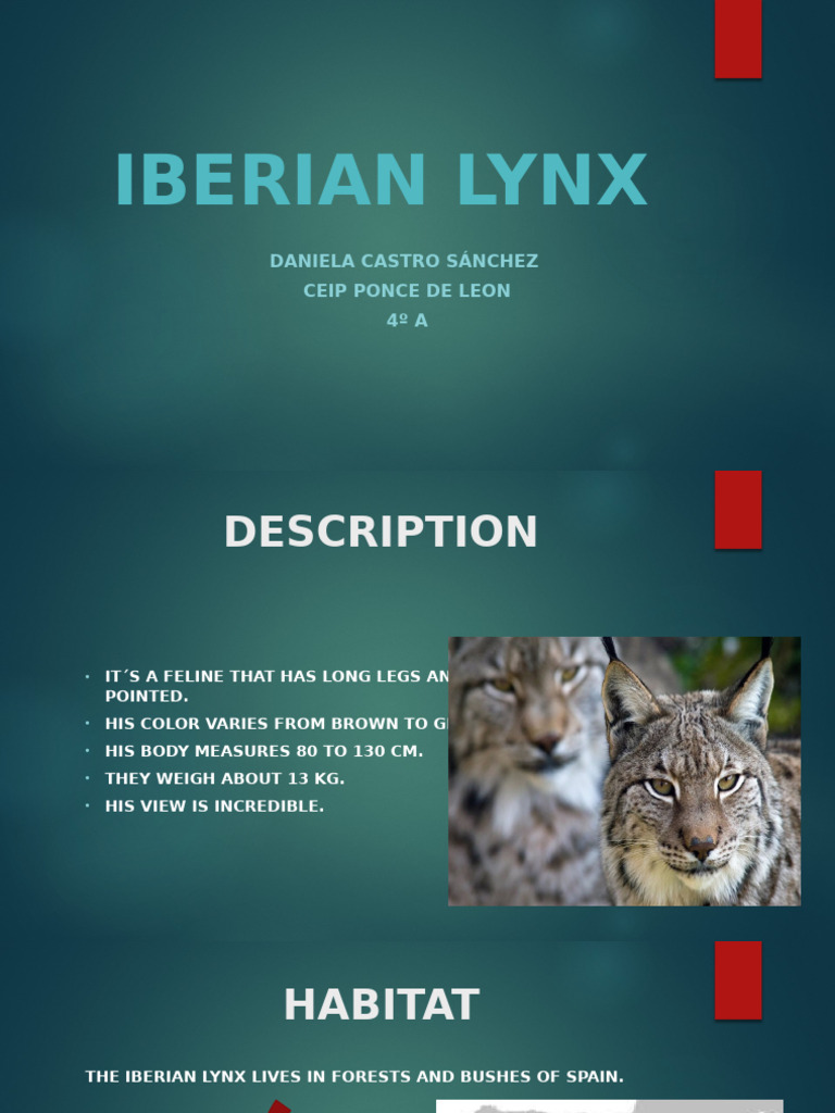 Iberian Lynx | PDF