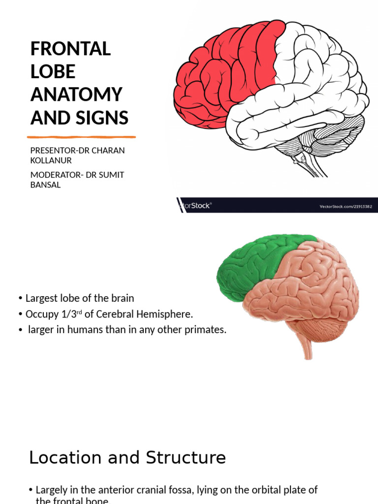 Frontal Lobe Anatomy [Auto-saved] | PDF | Frontal Lobe | Dorsolateral ...