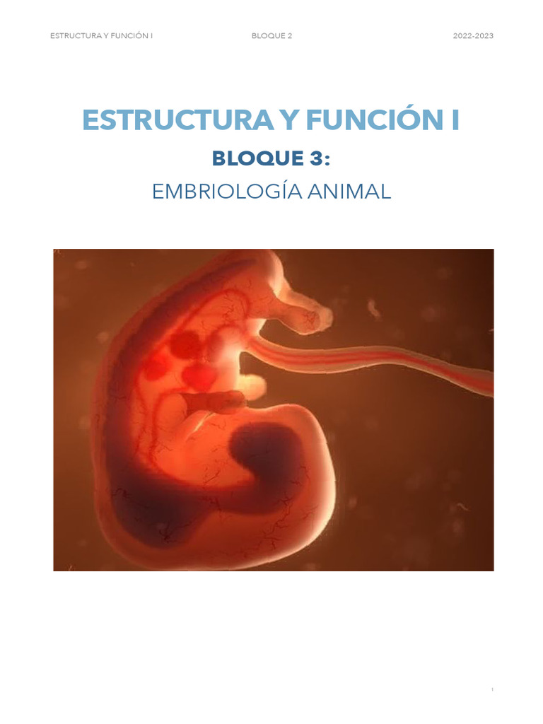 EMBRIO | PDF | Corazón | Placenta