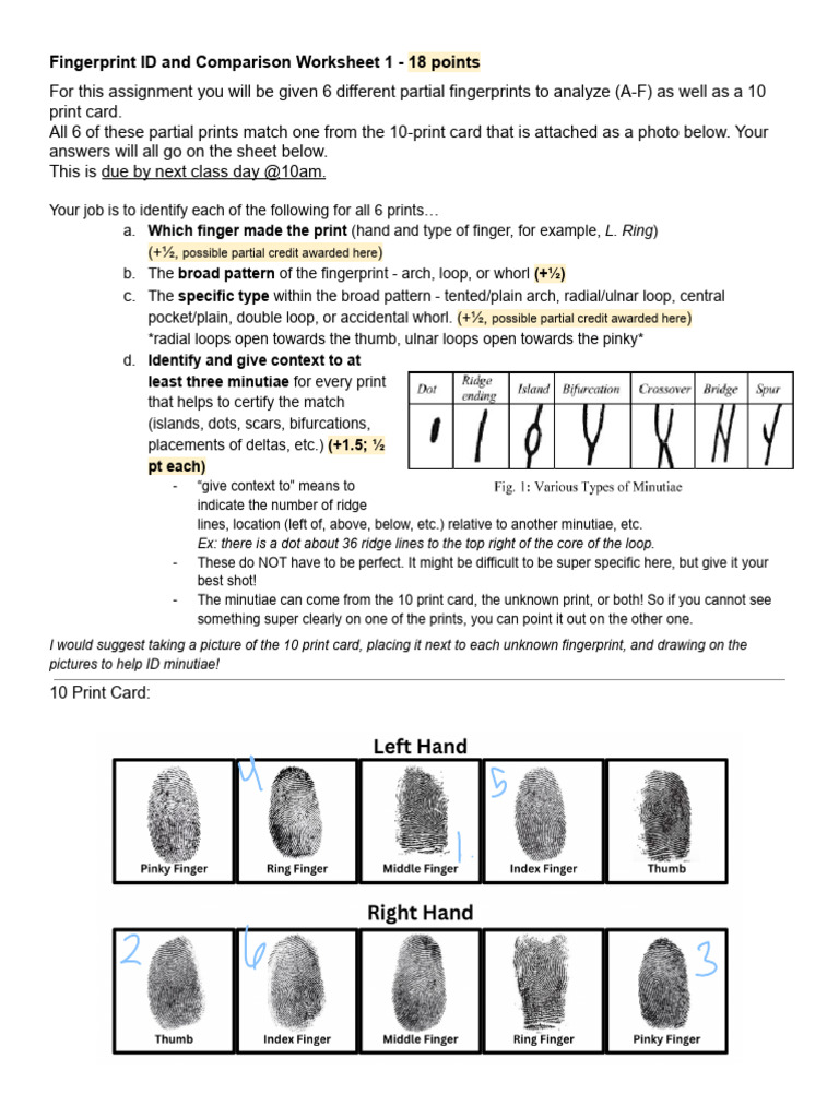 Fingerprint ID and Comparison Worksheet #1 | PDF | Fingerprint | Hand