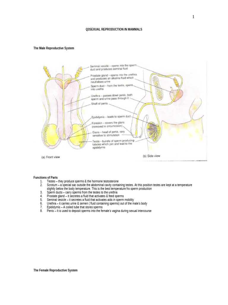 Mammal Reproductive Systems Explained | PDF | Menstrual Cycle ...