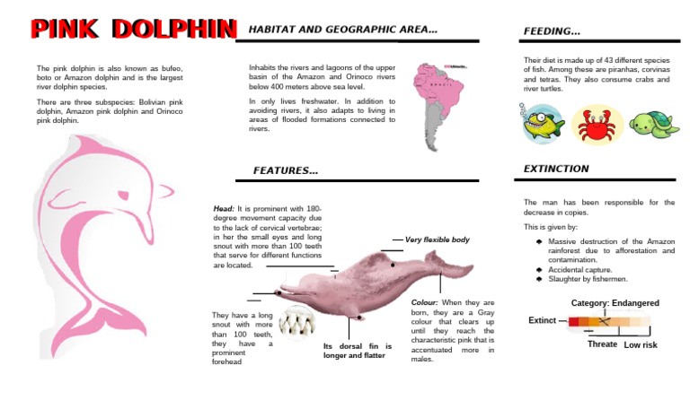 Pink Dolphin | PDF | Dolphin