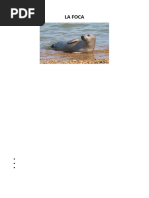 Wombats: Supervivencia y Conservación | PDF