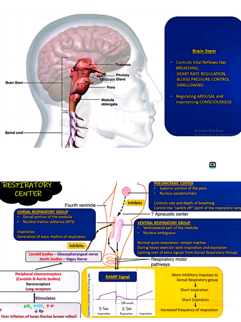 Respo Physio Practical | PDF