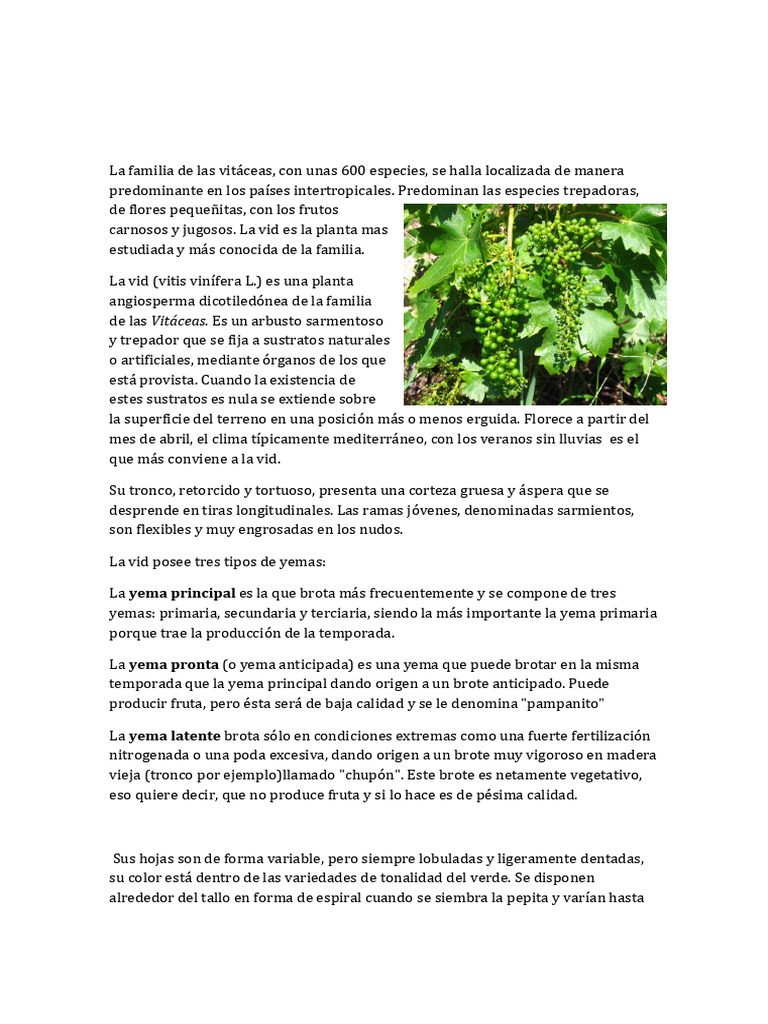 La Vitis Vinifera Pdf Flores Morfología Vegetal