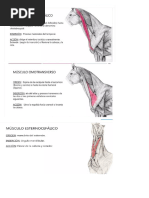 Anatomía del húmero en perros | PDF | Codo | Sistema esquelético