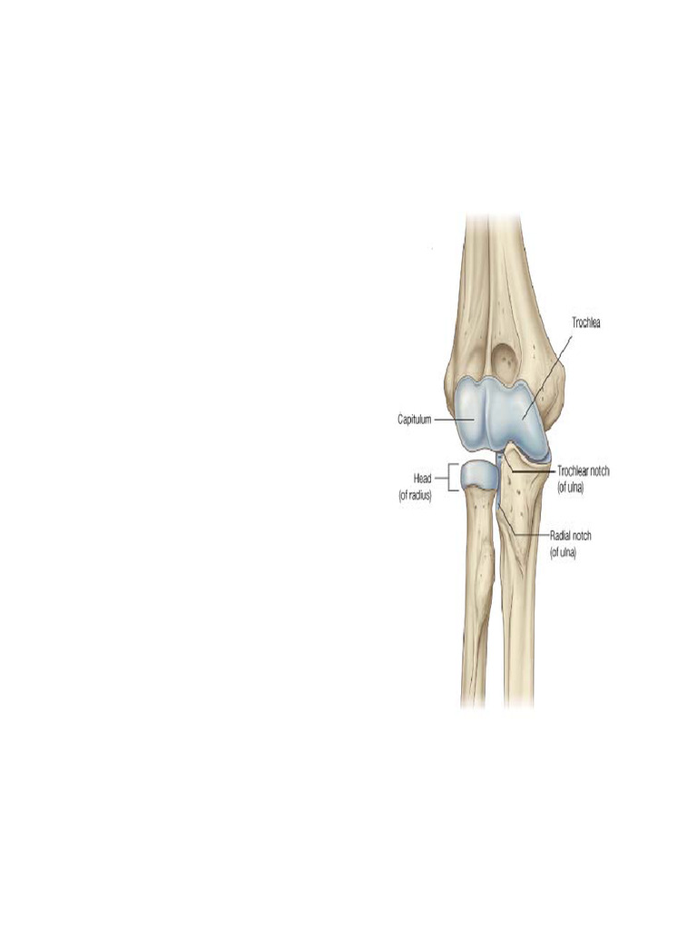 R-U & Elbow joints | PDF | Elbow | Anatomical Terms Of Motion