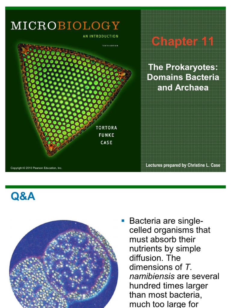 Start Here Ch11 Lecture Pdf Bacteria Archaea