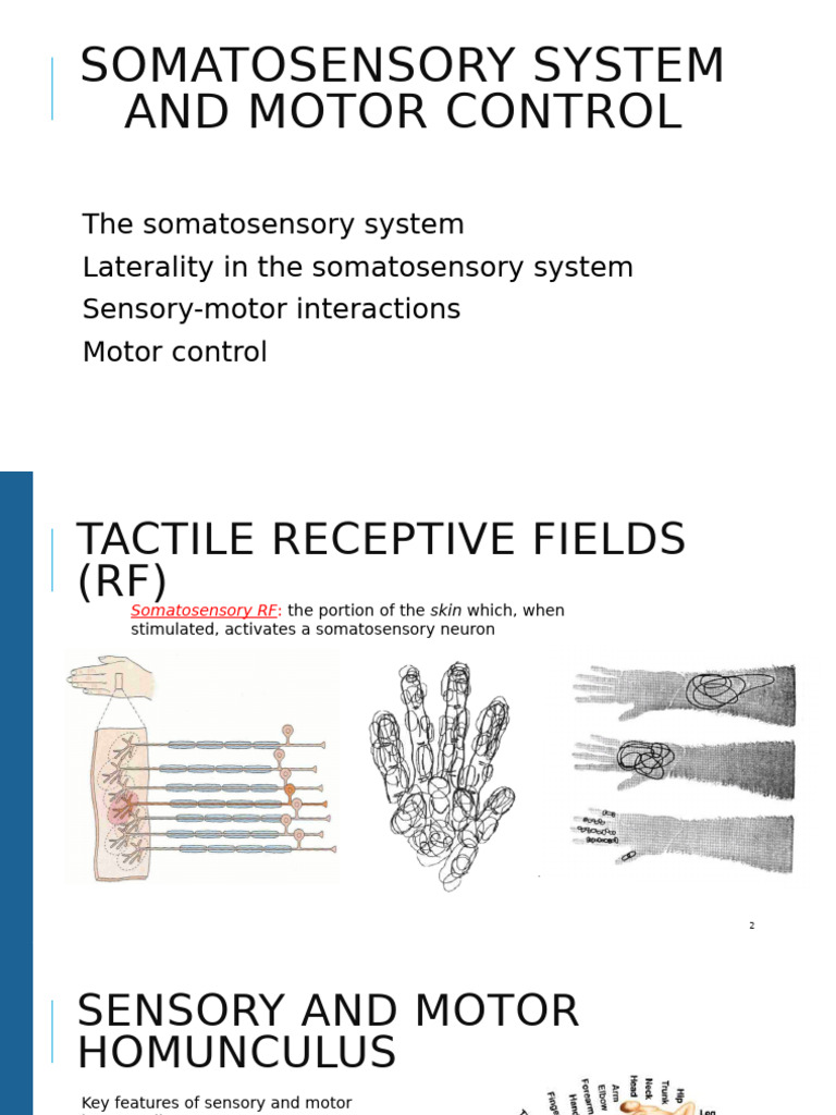 Tame - Revision - SomatoMotor | PDF | Somatosensory System | Neuroscience