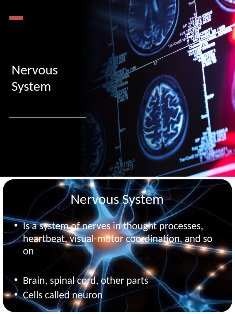 1 Nervous System | PDF | Neuron | Neurotransmitter