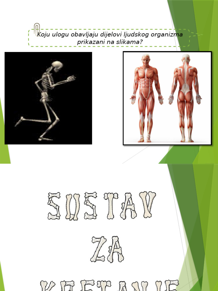 Sustav Za Kretanje | PDF
