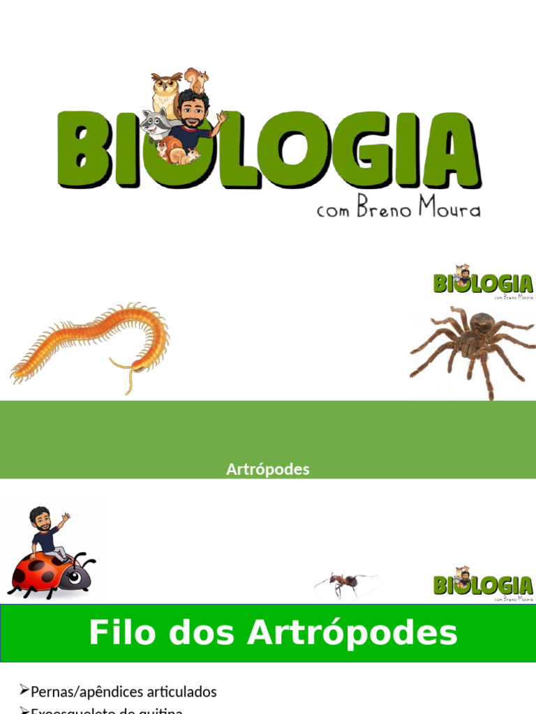 3 - Reino Animal - Artropodes-Somente | PDF | Insetos | Crustáceo