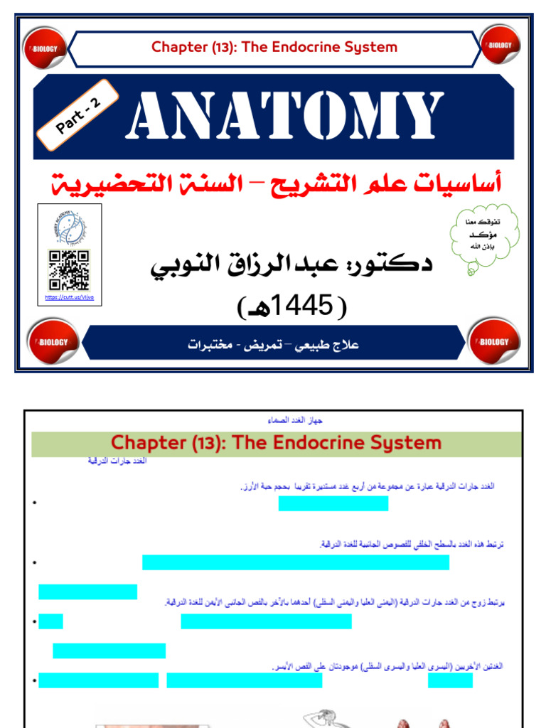 Chapter 13 the Endocrine System Part 2 | PDF