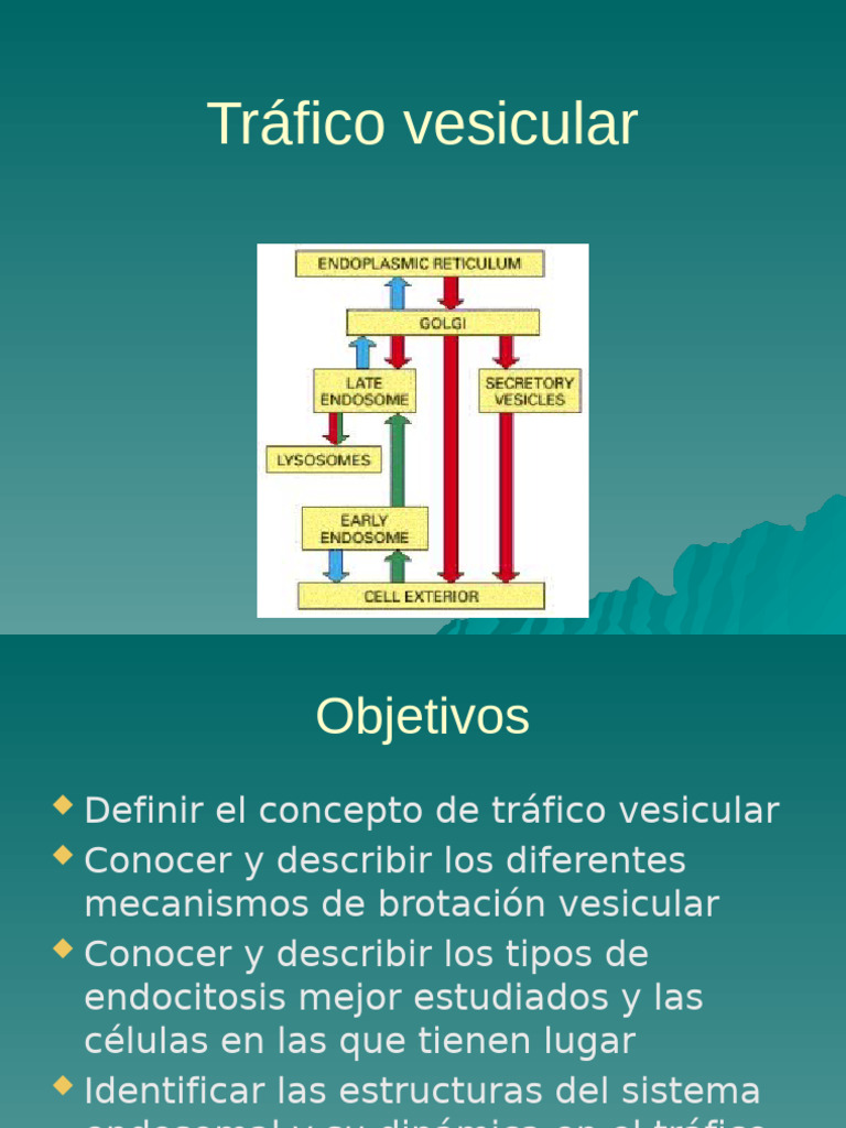 10 Compartimentos y Transporte Intracelular. Tráfico Vesicular | PDF ...