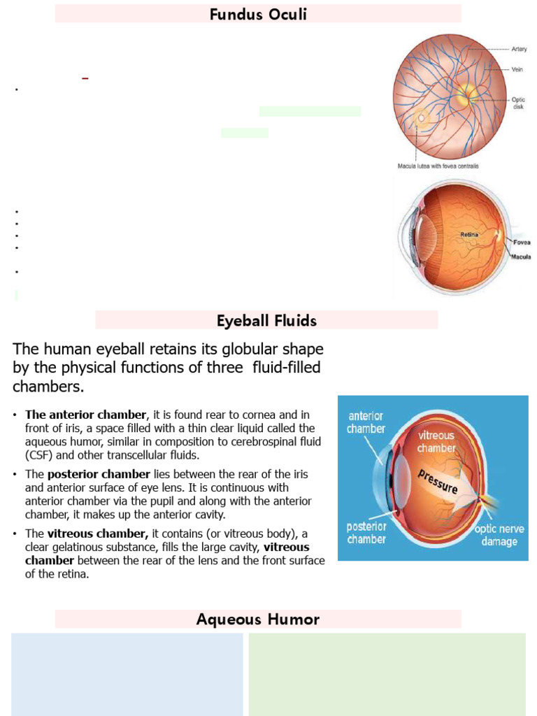 L2-MUST-SS-Eyeball-Fall 24-25 ST-P2 | PDF | Glaucoma | Human Eye