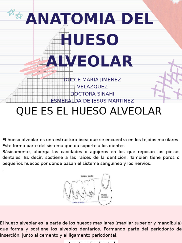 Anatomia Del Hueso Alveolar | PDF | Hueso | Anatomía