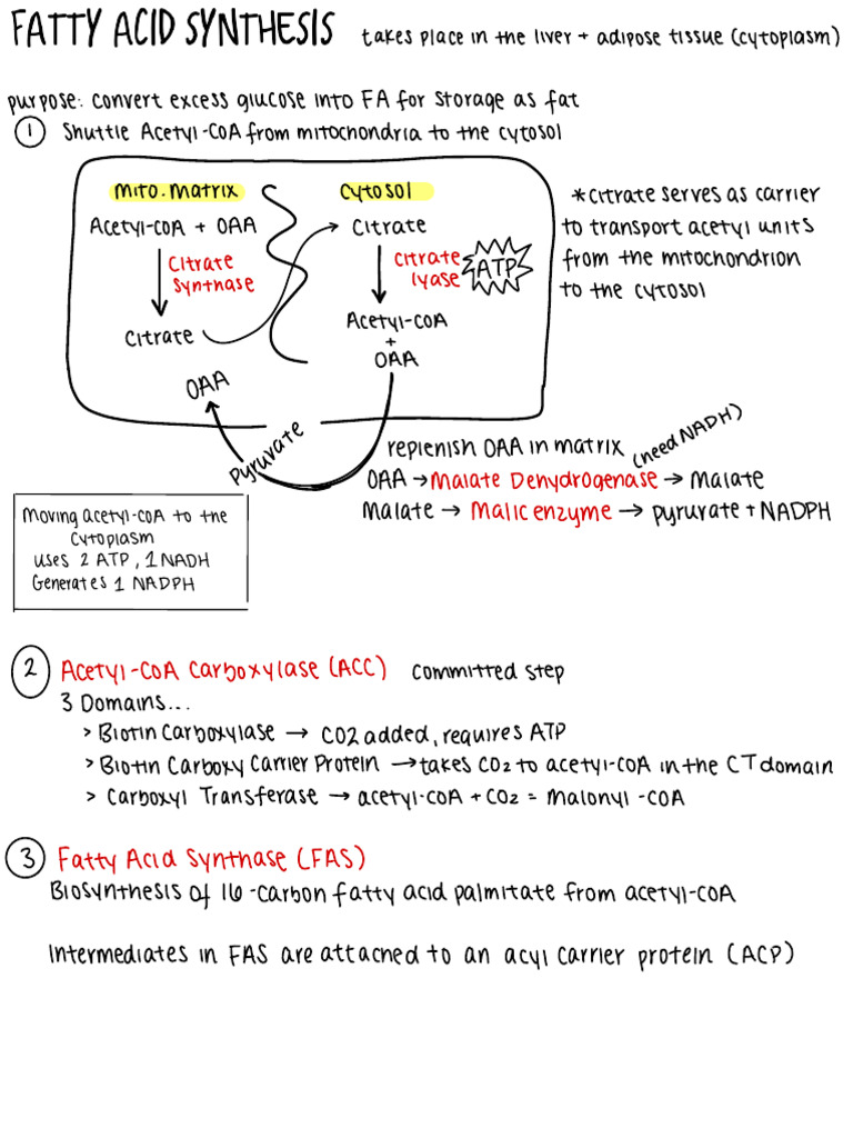 Fatty Acid Synthesis Overview | PDF | Adenosine Triphosphate | Biochemistry