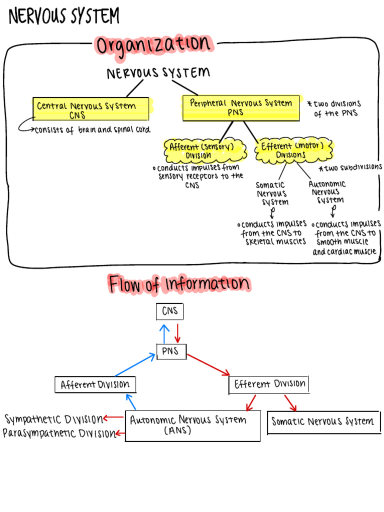 Overview of the Nervous System | PDF | Nervous System | Neuron