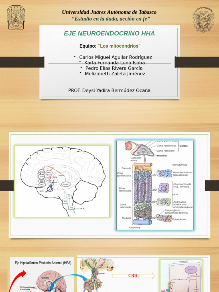 Eje Neuro Endo - Hha | PDF | Tiroides | Hormona