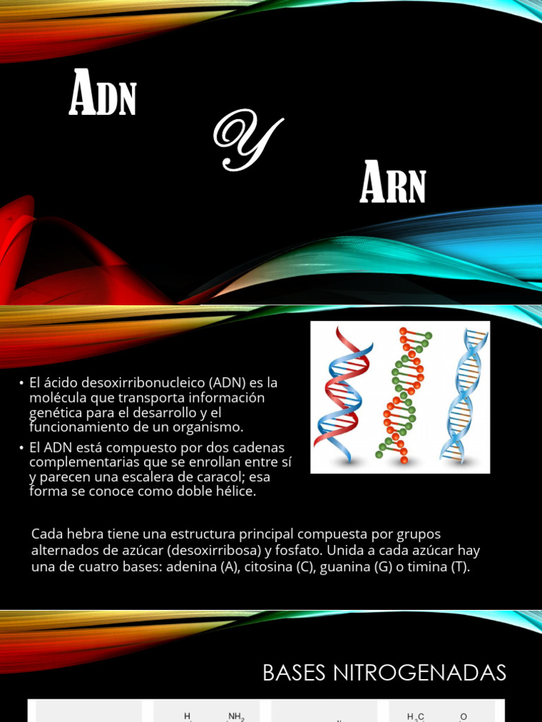 Diferencias entre ADN y ARN | PDF
