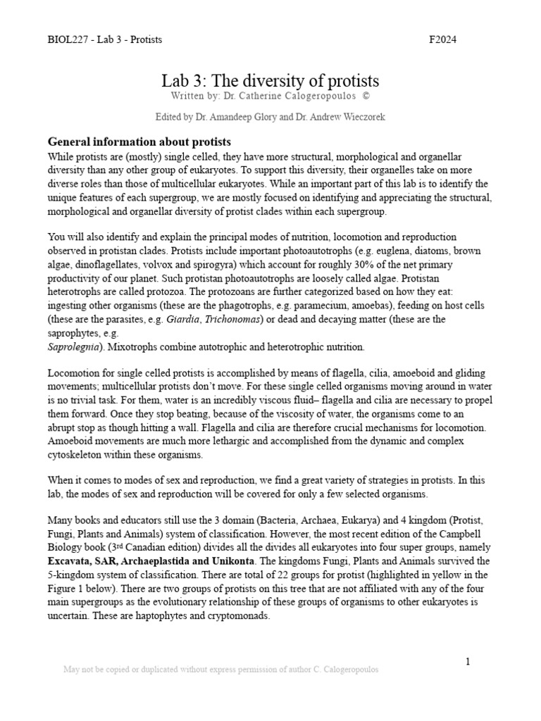 Lab 3 - Protist Diversity | PDF | Algae | Eukaryotes