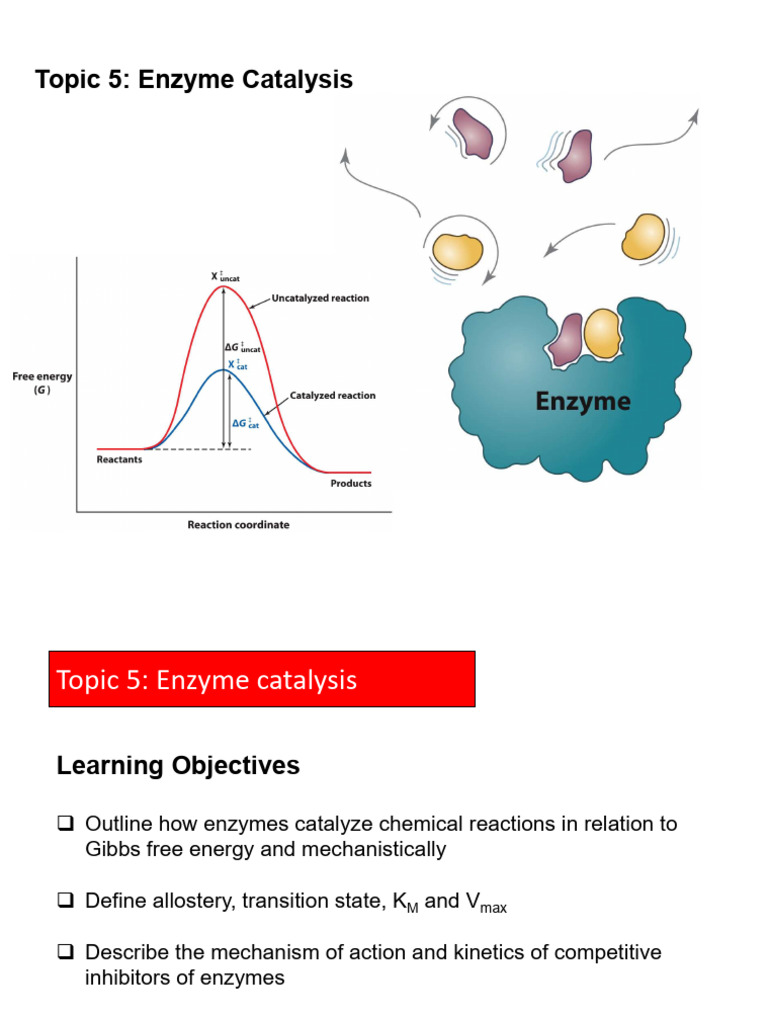 Topic 5 Slides-Post | PDF | Enzyme | Enzyme Inhibitor