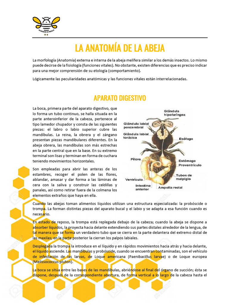 La Anatomia de La Abeja | PDF | Insectos | Abejas