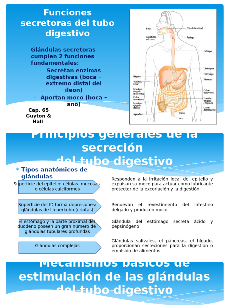 Funciones Secretoras Del Tubo Digestivo | PDF | Bilis | Estómago