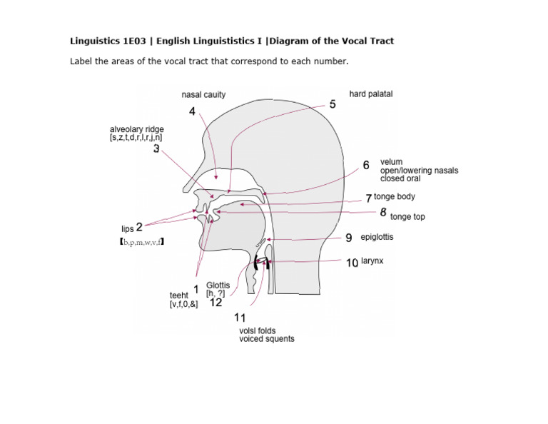 Linguistics, oral pronunciation analysis | PDF