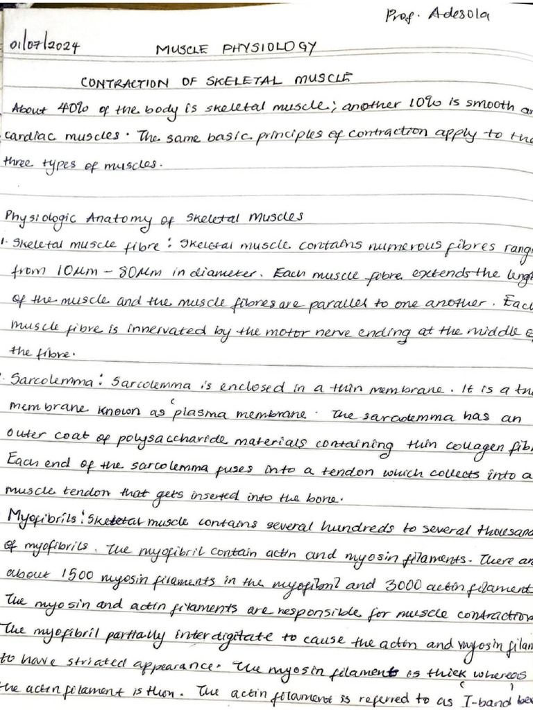 Muscle Physiology Notes | PDF