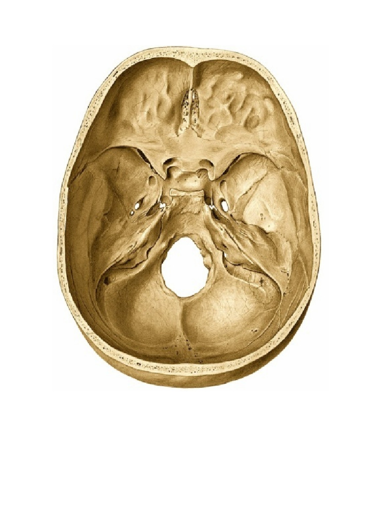 Img Base ENDO-EXO | PDF