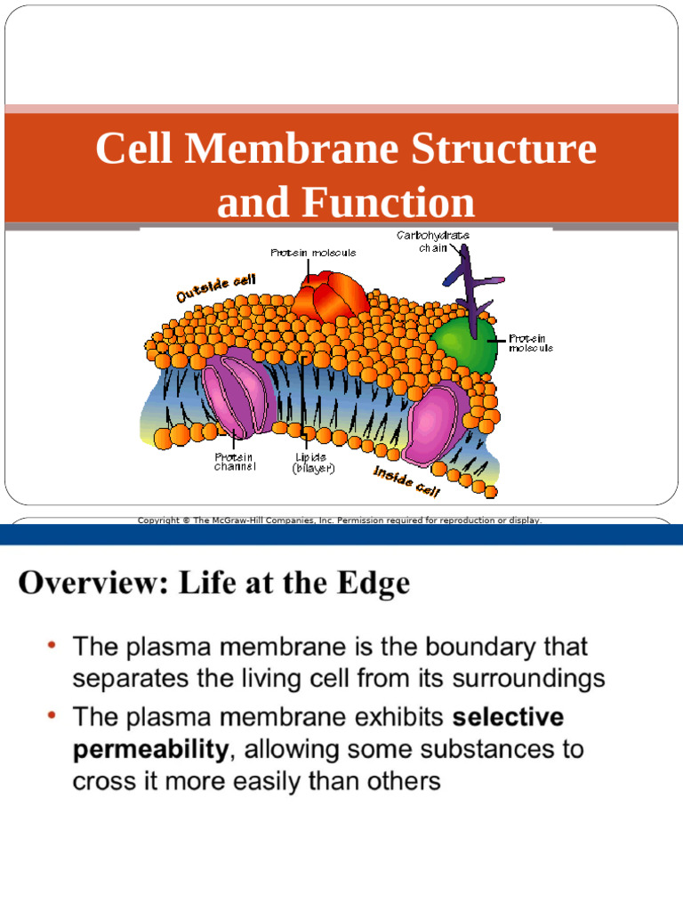 Cell Membrane Structure | PDF | Cell Membrane | Nutrients
