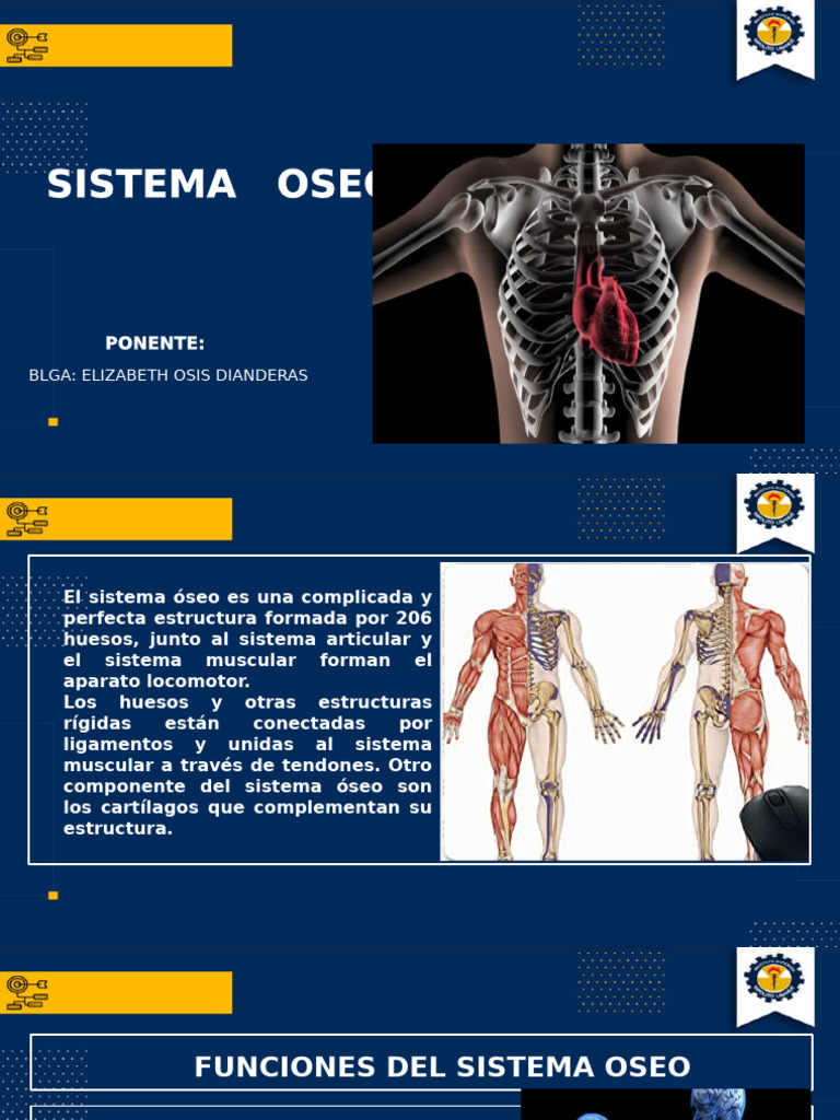 Sistema Oseo 206 Huesos | PDF | Hueso | Esqueleto