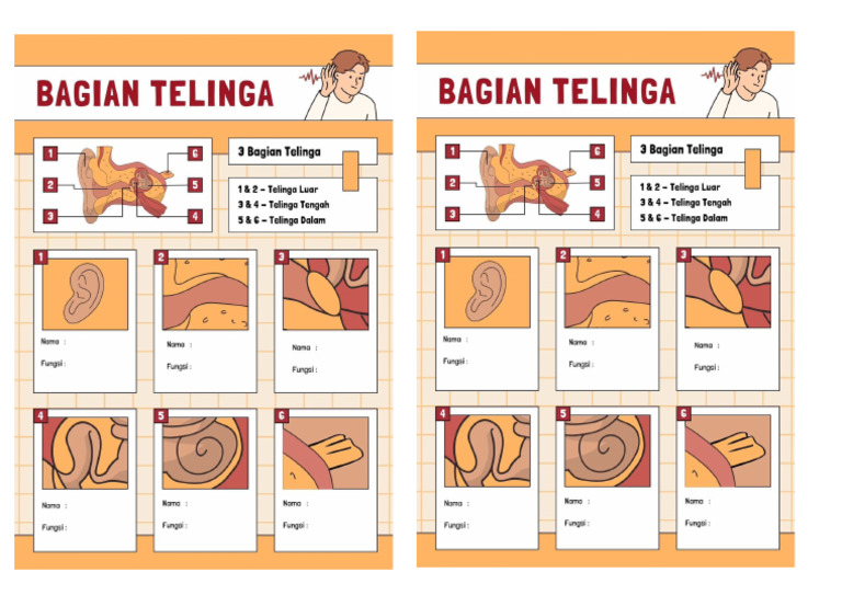 Bagian Telinga | PDF