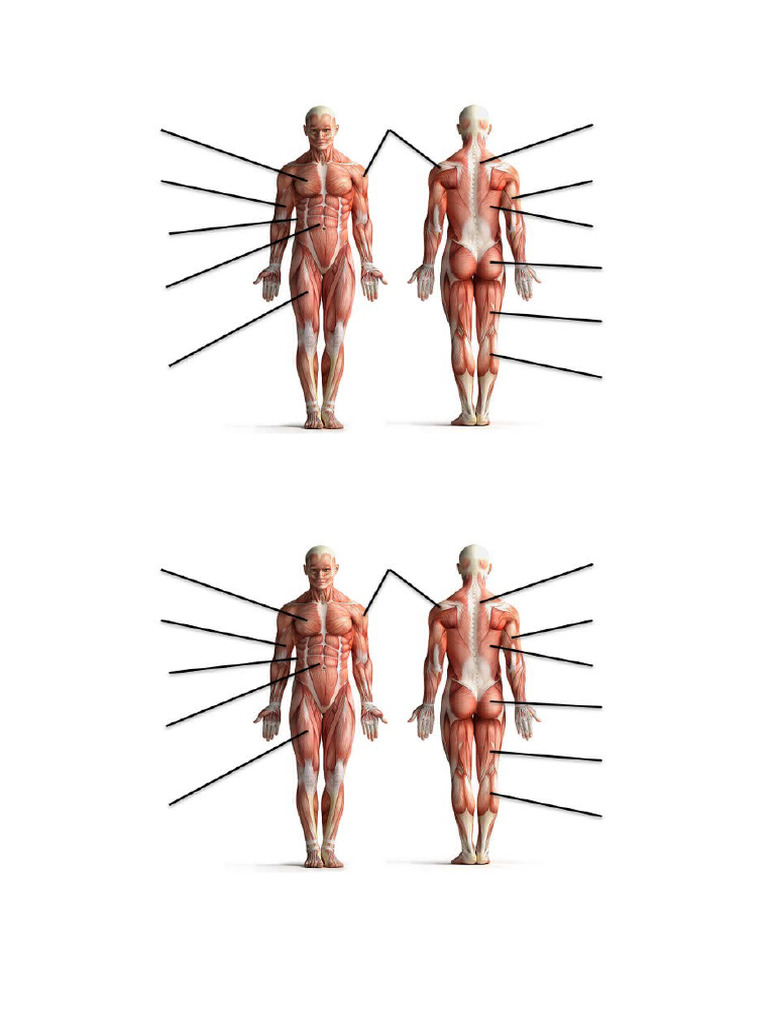 Muscles Diagram | PDF
