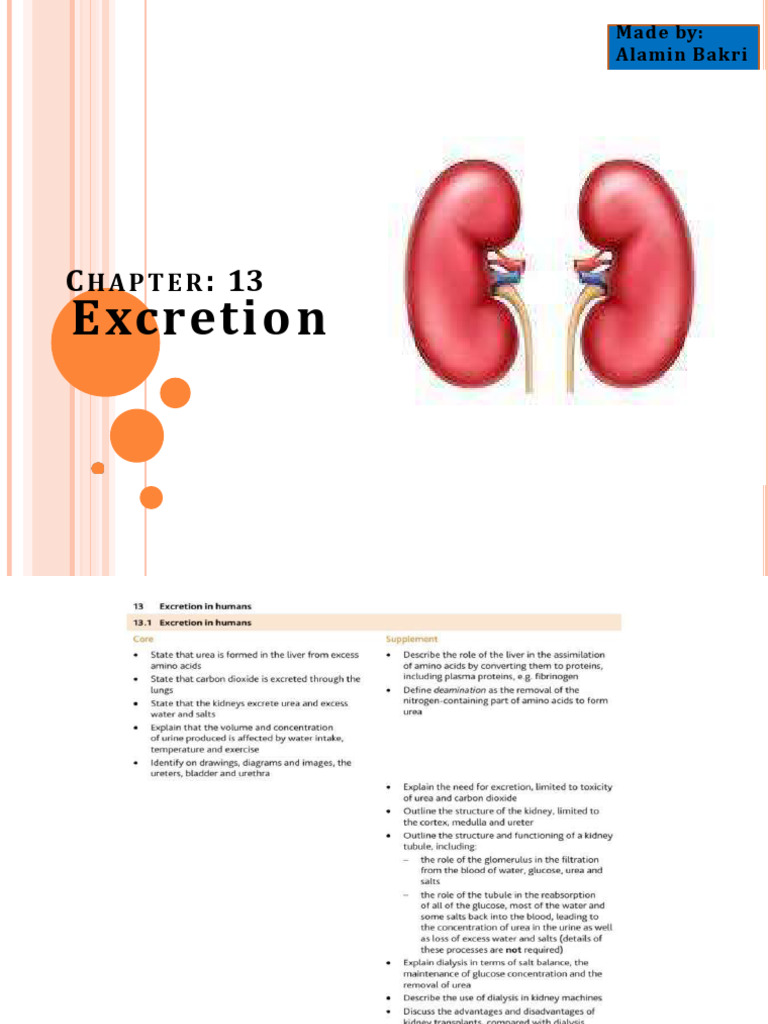 Chapter 13 excretion | PDF | Kidney | Urea