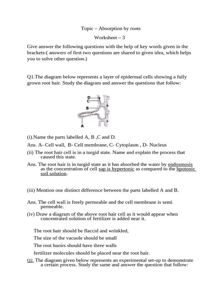 Worksheet 3, Topic Absorption by Roots | PDF | Osmosis | Cell Biology