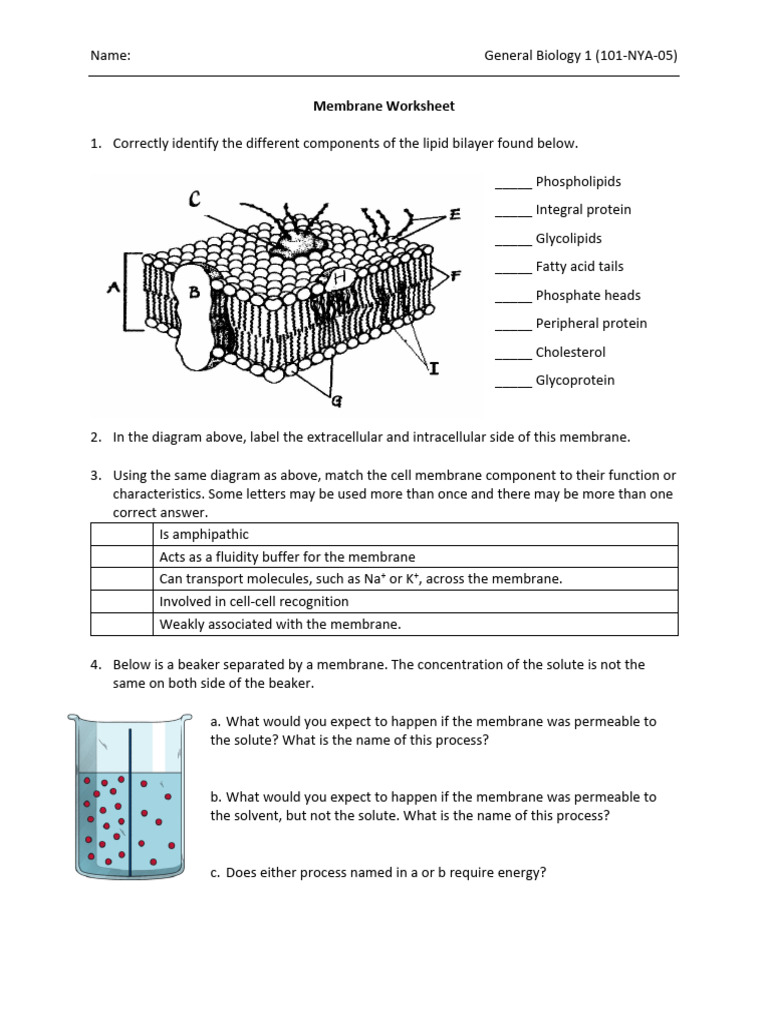 Membrane_Worksheet | PDF | Cell Membrane | Cell Biology
