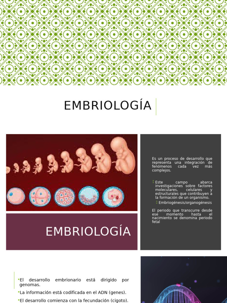 Embriología ppt (1) | PDF | Biología | Morfología (biología)